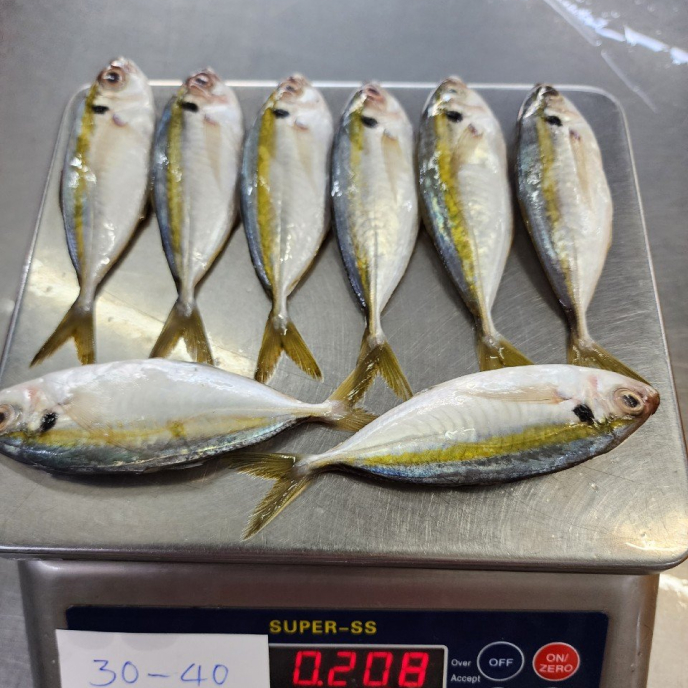 Premium Yellow Stripe Trevally | Sustainable Fishing | VAFCO