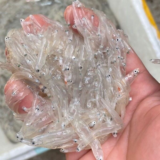 Wild-Caught Vietnamese Anchovy for Vibrant Flavor | VAFCO