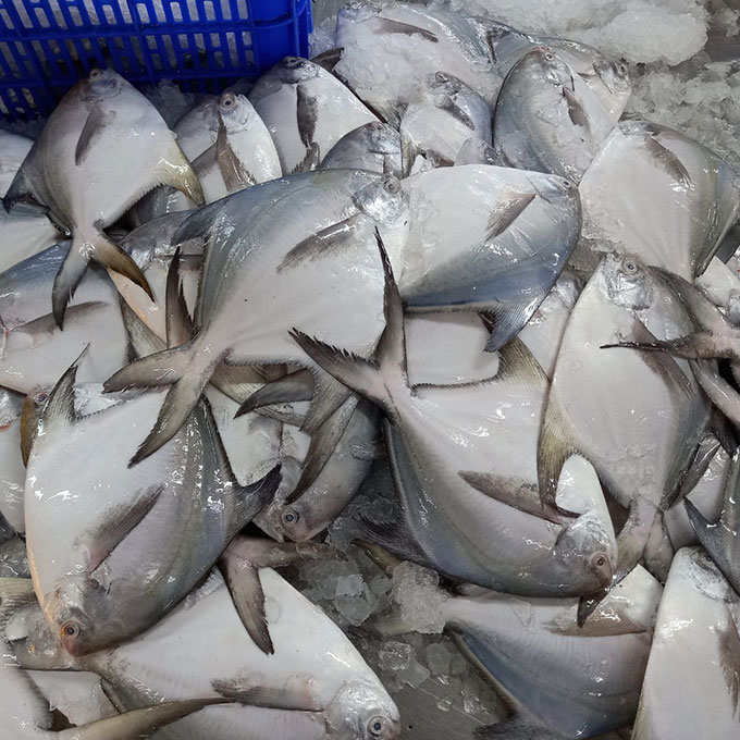 White Pomfret Fish