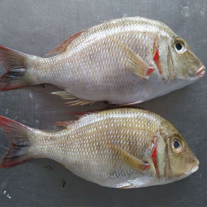 Silver Croaker Premium Frozen Fish VAFCO