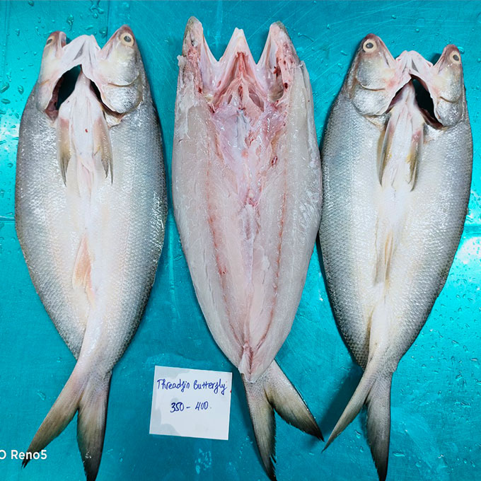 Premium Frozen Fourfinger Threadfin Suppliers | VAFCO: Authentic ...