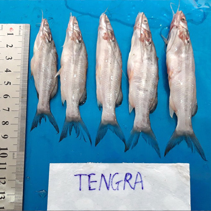 Premium Frozen Tengra Fish Suppliers | VAFCO: Authentic & Nutritious