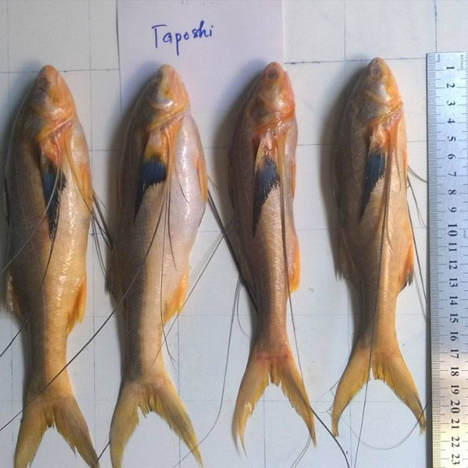 Premium Frozen Goat Fish (Taposhi) - High-Quality Seafood Supplier