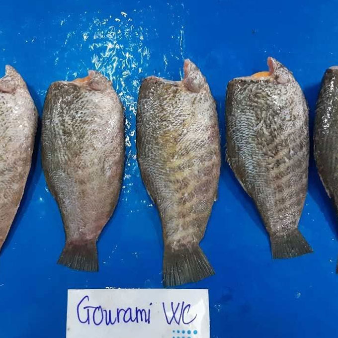 Premium Frozen Gourami Fish | Leading Gourami Fish Suppliers | VAFCO