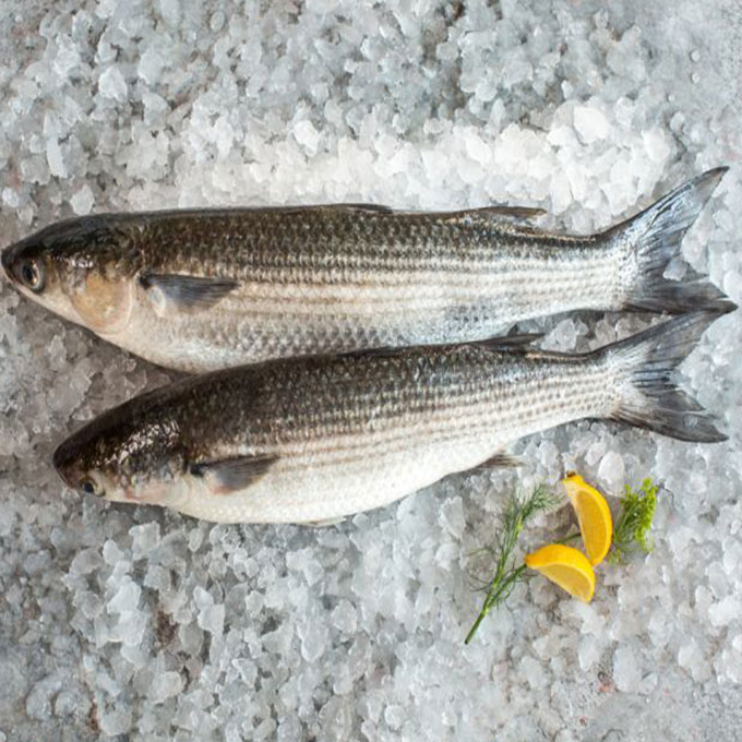Wholesale Frozen Grey Mullet: Premium Supplier | VAFCO