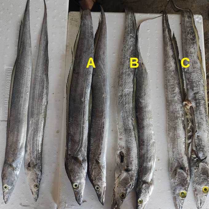 High-Quality Frozen Ribbon Fish | Trusted Supplier | VAFCO