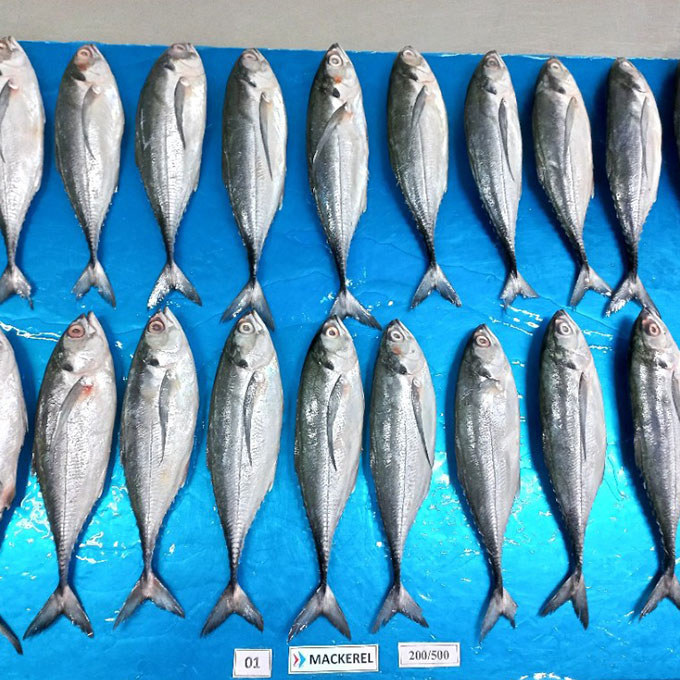 Premium Frozen Hardtail Scad | Leading Supplier | VAFCO