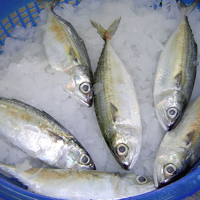 Premium Vietnamese Indian Mackerel | VAFCO