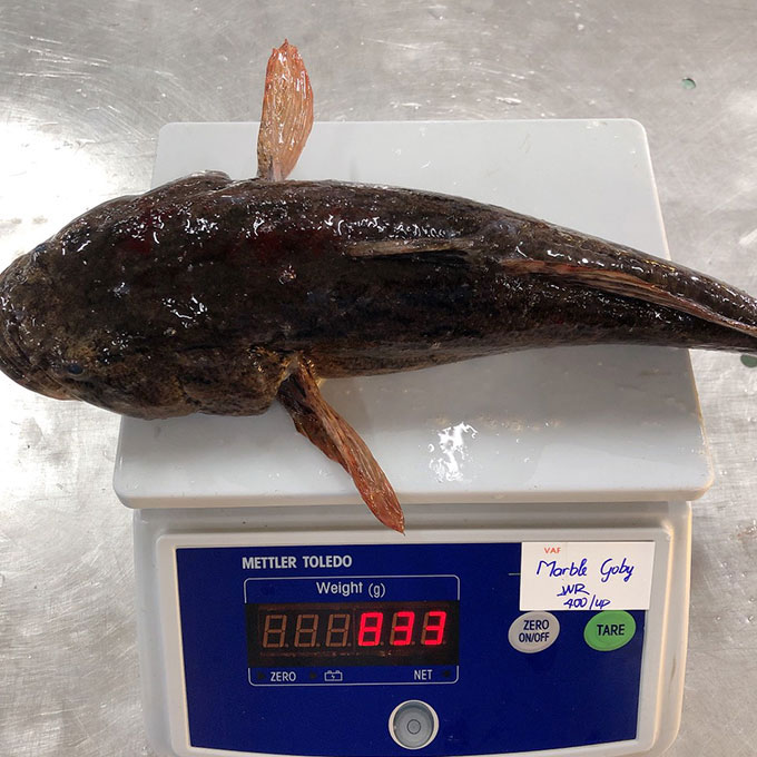 Wholesale Marble Goby Fish | Premium Quality | VAFCO