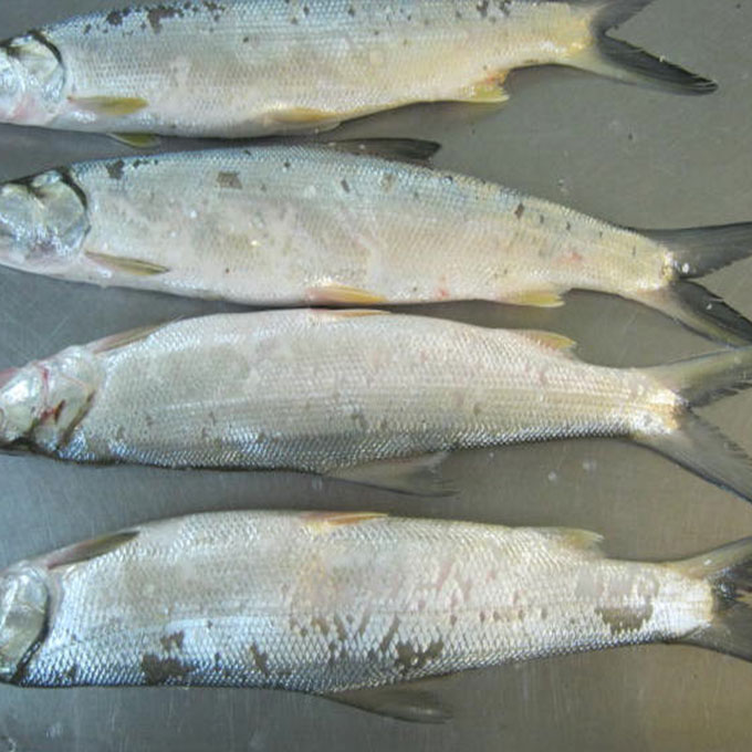 Sustainable Milkfish Wholesale | Premium Supplier | VAFCO