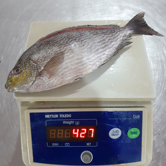 Premium Rabbitfish Wholesale | Sustainable Fishing | VAFCO