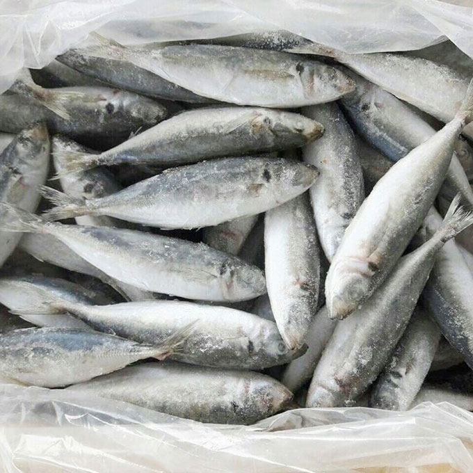 Premium Round Scad Wholesale | Sustainable Fishing | VAFCO