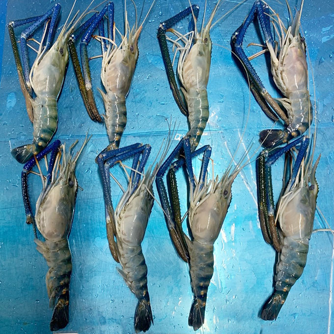 Farm-Raised Giant Scampi Shrimp from Vietnam's Mekong Delta | VAFCO