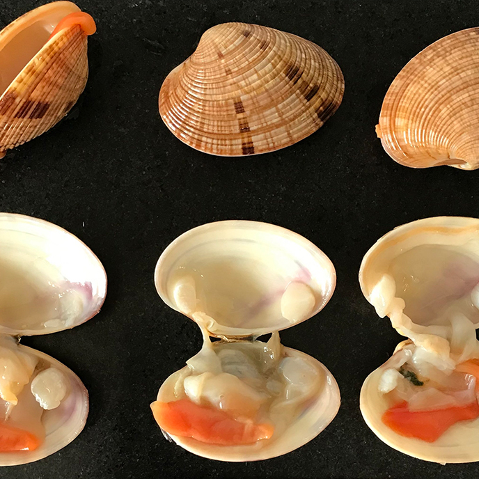 Premium Two Addu Clams Wholesale | Wild-Caught & Sustainable | VAFCO