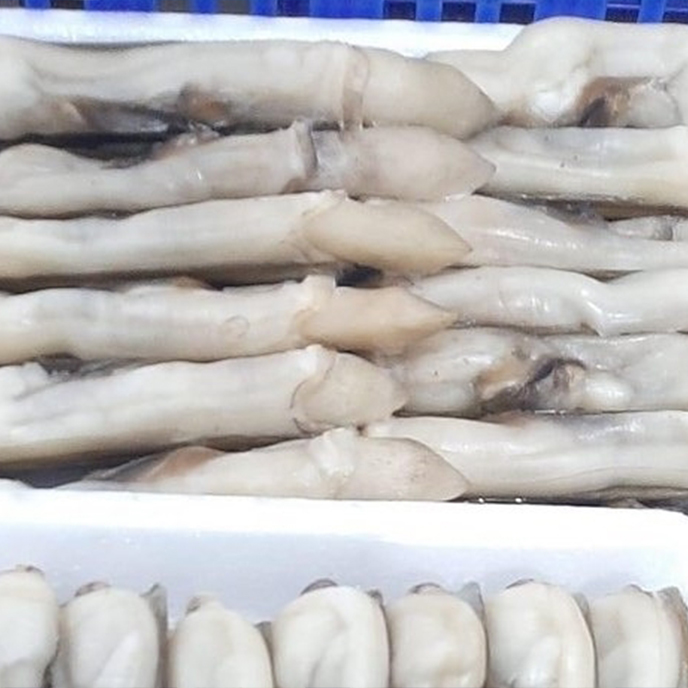 Premium Bamboo Clam Supplier: Sweet Flavor, Quality Assured | VAFCO