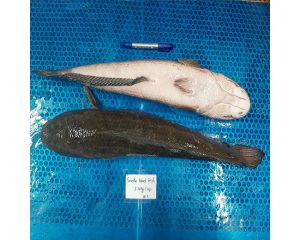 Premium Frozen Fish Suppliers & Exporters | VAFCO