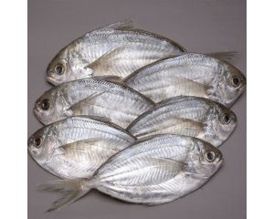 Premium Frozen Fish Suppliers & Exporters | VAFCO