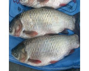 Premium Frozen Fish Suppliers & Exporters | VAFCO