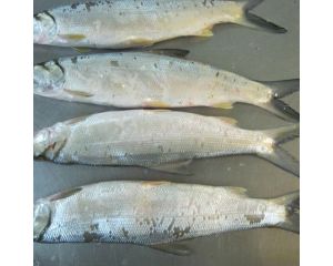 Premium Frozen Fish Suppliers & Exporters | VAFCO