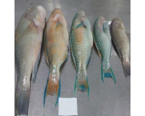 Premium Frozen Fish Suppliers & Exporters | VAFCO