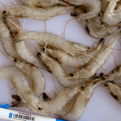 Meaty Premium Cat Tiger Shrimp in Diverse Sizes | VAFCO