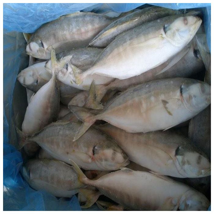 Premium Yellowtail Scad | Sustainable Wholesale Supplier | VAFCO