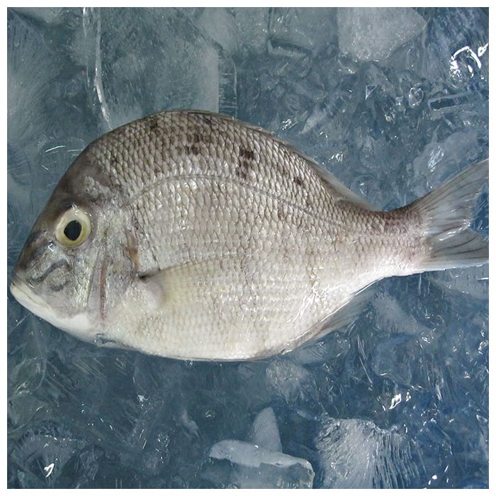 Sustainable White Snapper Wholesale | Premium Supplier | VAFCO