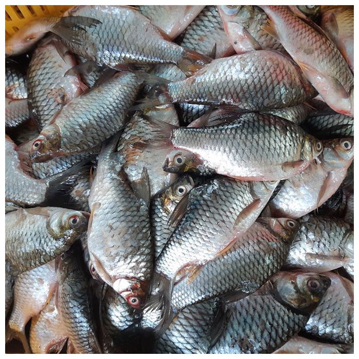 Sustainable Silver Barb Wholesale | Premium Quality | VAFCO