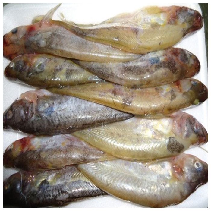 Premium Sheatfish Wholesale | Sustainable Fishing | VAFCO