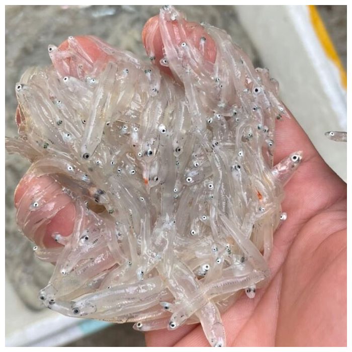 Wild-Caught Vietnamese Anchovy for Vibrant Flavor | VAFCO