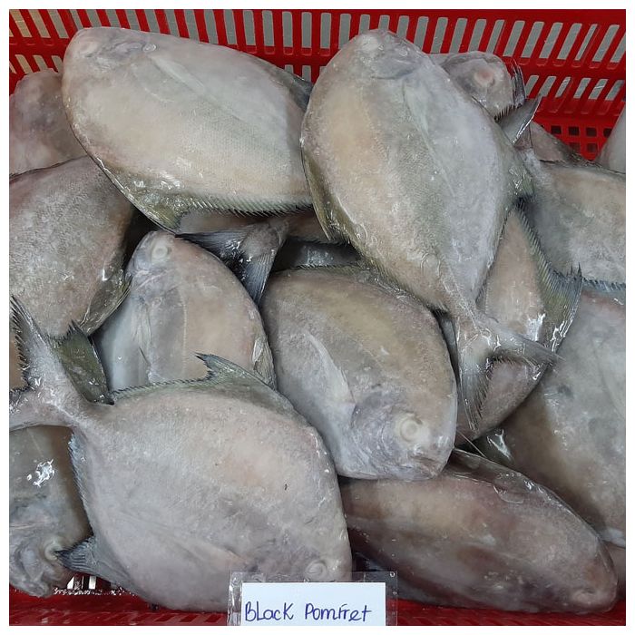 Premium Frozen Black Pomfret | Top Wholesale Black Pomfret Supplier | VAFCO
