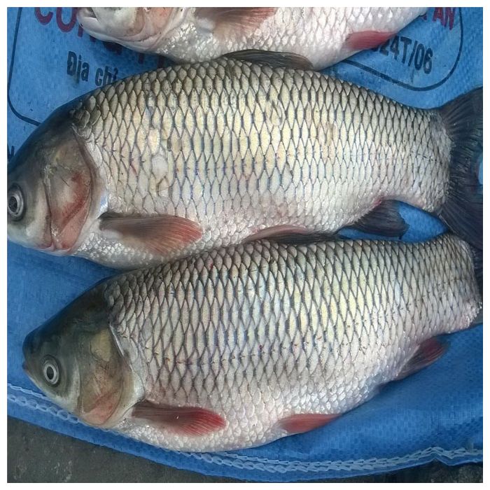 Premium Carps: Freshly Sourced & Widely Celebrated | VAFCO