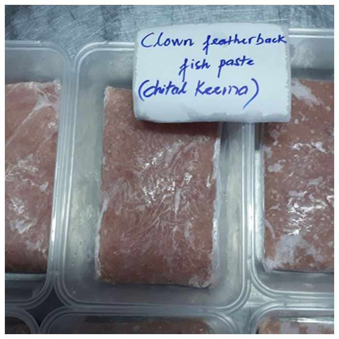 Premium Clown Featherback: Authentic Mekong Delight | VAFCO