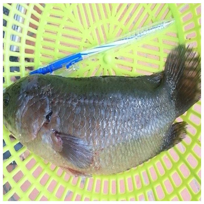 Common Climbing Perch - Premium Frozen Koi Fish | VAFCO