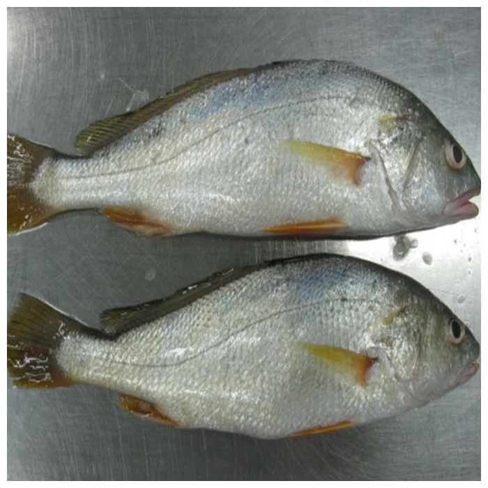 Silver Croaker - Premium Frozen Fish | VAFCO