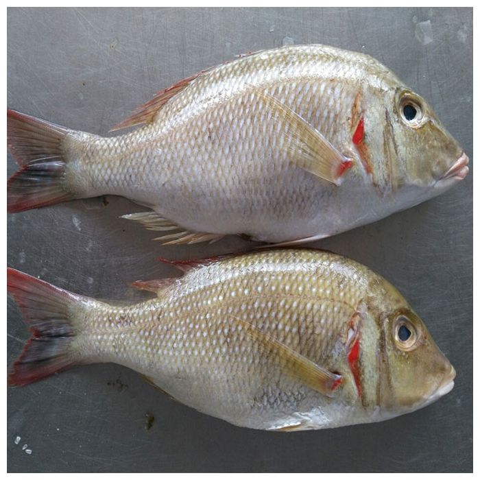 Silver Croaker - Premium Frozen Fish | VAFCO