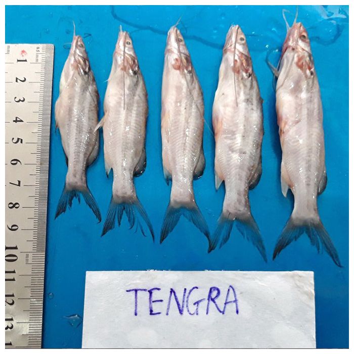 Premium Frozen Tengra Fish Suppliers | VAFCO: Authentic & Nutritious
