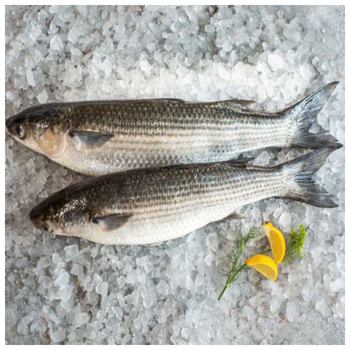 Wholesale Frozen Grey Mullet: Premium Supplier | VAFCO