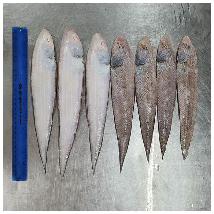 Premium Tongue Sole Wholesale | Sustainable Fishing | VAFCO