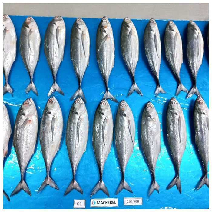 Premium Frozen Hardtail Scad | Leading Supplier | VAFCO