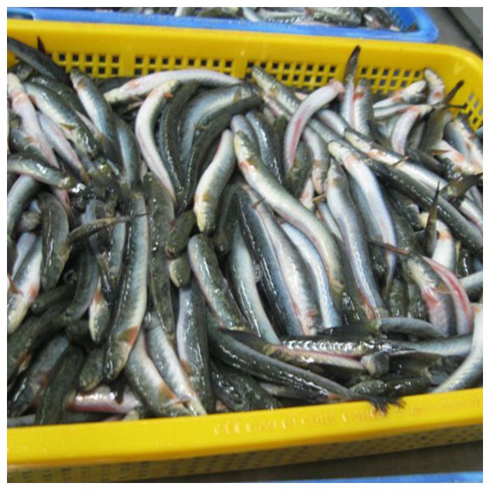 Frozen Freshwater Keo/Goby Fish | VAFCO