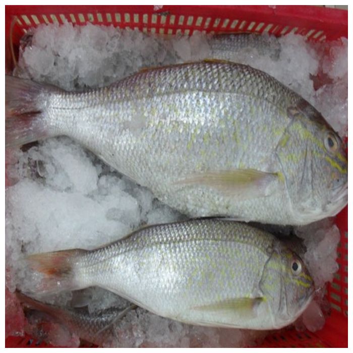 Premium Frozen King Snapper | Trusted King Snapper Suppliers | VAFCO ...