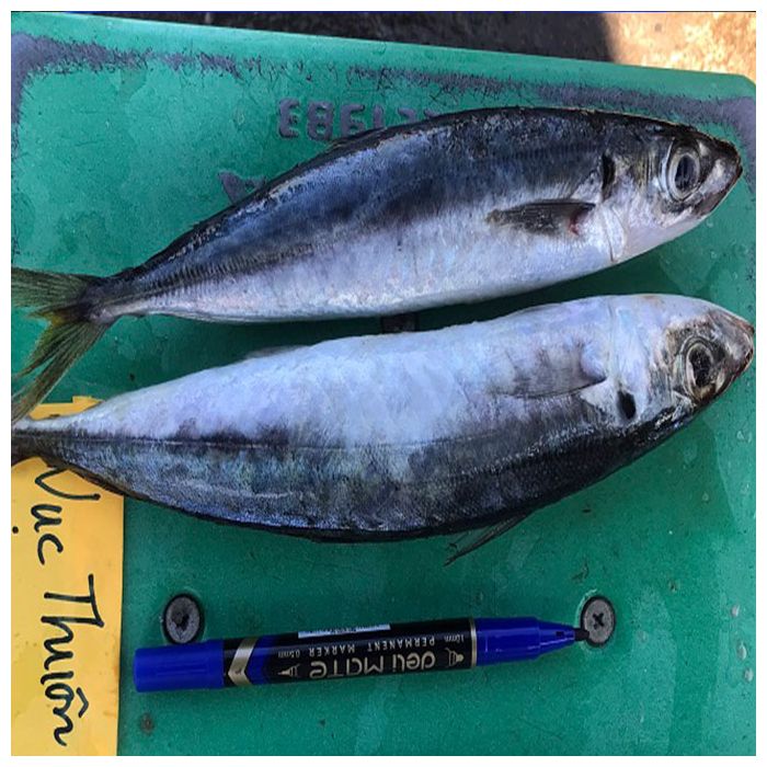 Frozen Layang Scad | Leading Layang Scad Suppliers | VAFCO