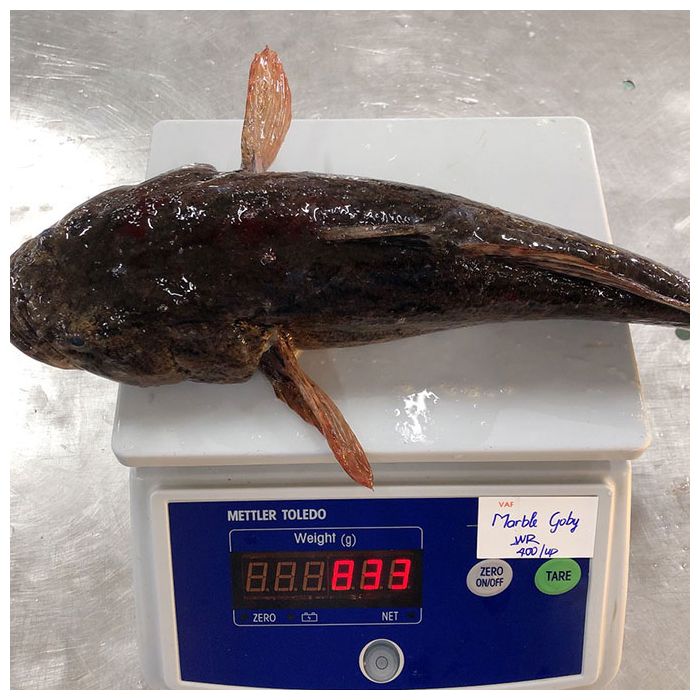 Wholesale Marble Goby Fish | Premium Quality | VAFCO