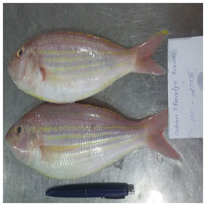 Premium Threadfin Bream | Sustainable Wholesale Supplier | VAFCO
