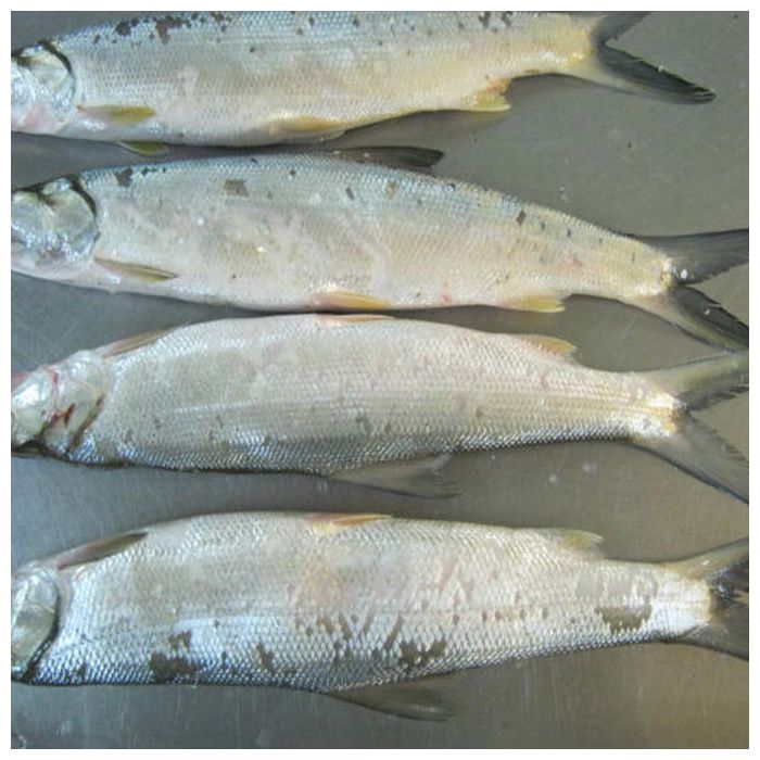 Sustainable Milkfish Wholesale | Premium Supplier | VAFCO