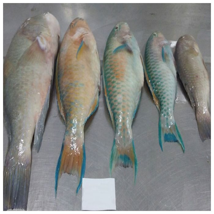 Sustainable Parrotfish Wholesale | Premium Supplier | VAFCO