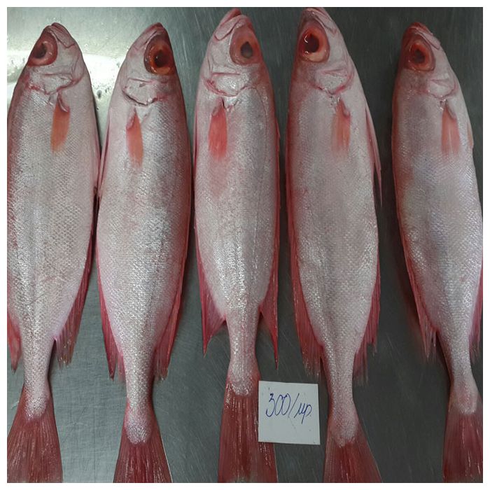 Red Bigeye Wholesale | Premium Quality | Sustainable Fishing | VAFCO