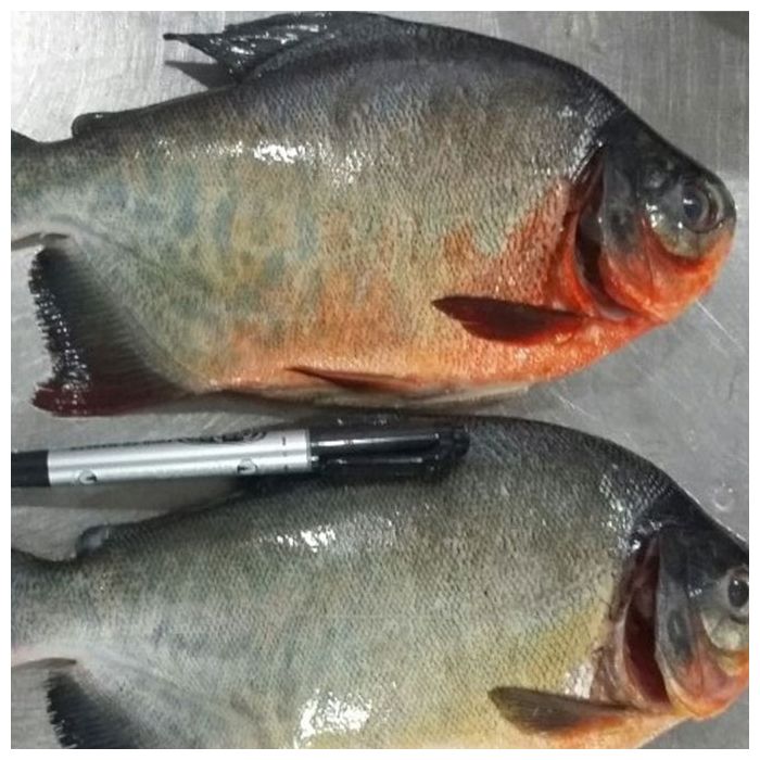 Wholesale Red Pomfret | Premium Quality | Sustainable Fishing | VAFCO