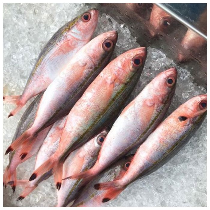 Premium Redtail Fusilier Wholesale | Sustainable Fishing | VAFCO